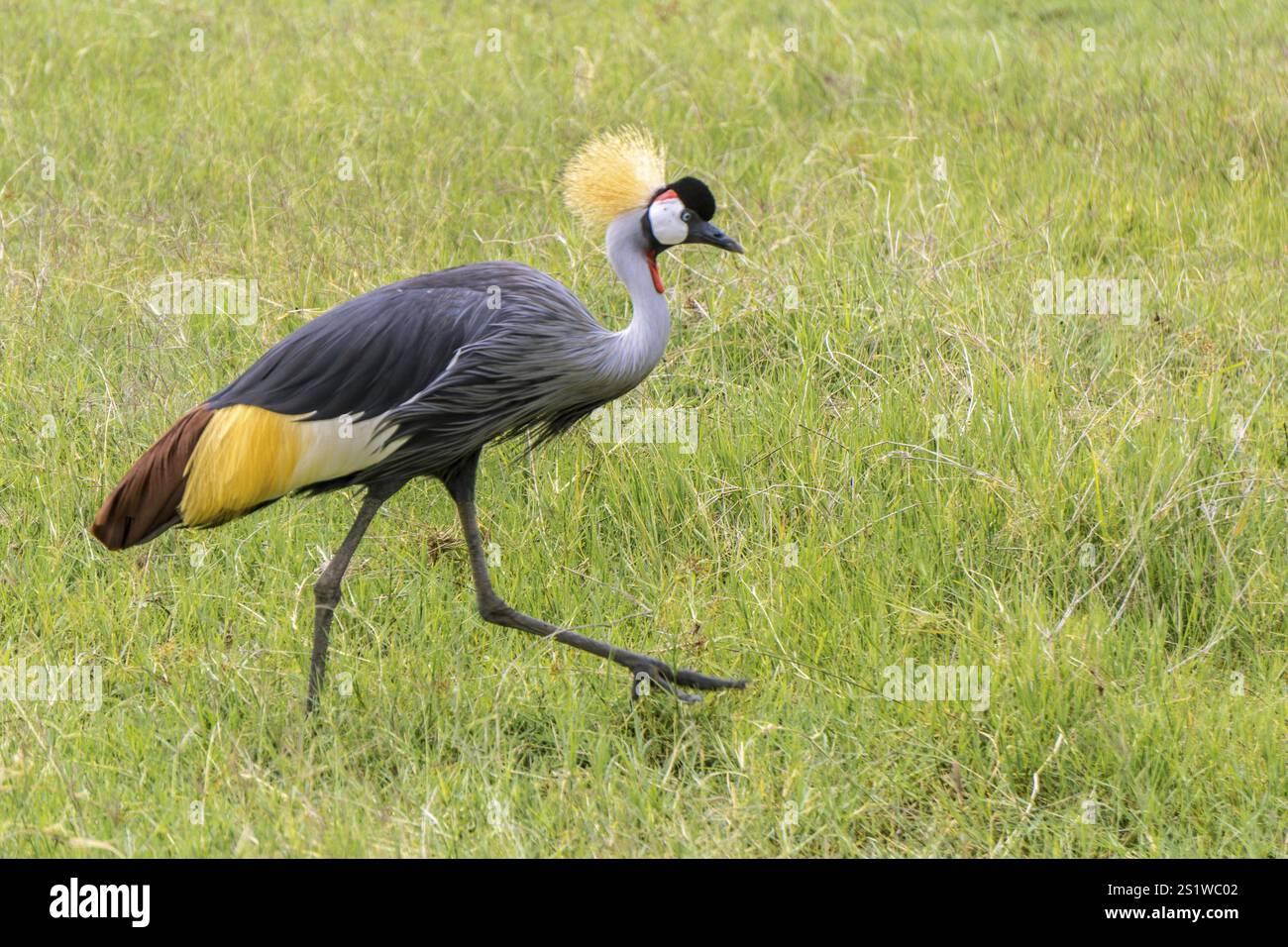 Crowned crane running through tall grass in wildlife in Kenya ...