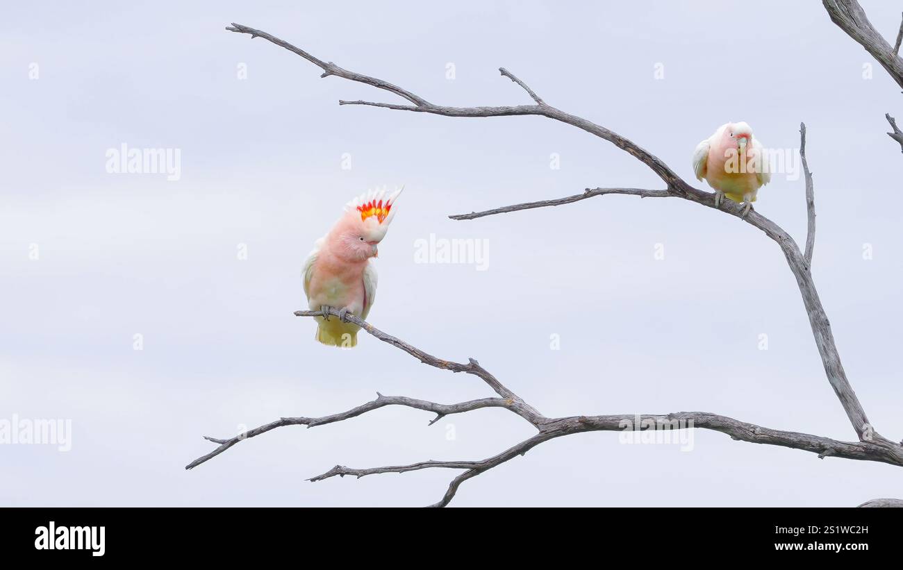 a major mitchell's cockatoo raising its crest to deter a flock mate ...