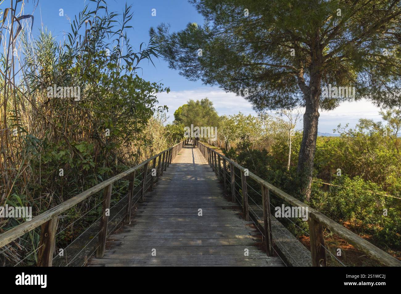 Scenic wooden walkway meandering through the vibrant flora of s ...