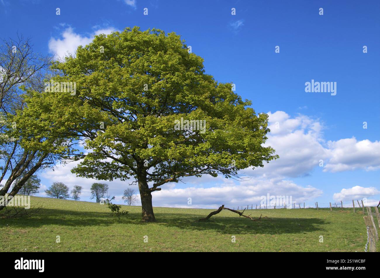 Landscape in spring Stock Photo - Alamy