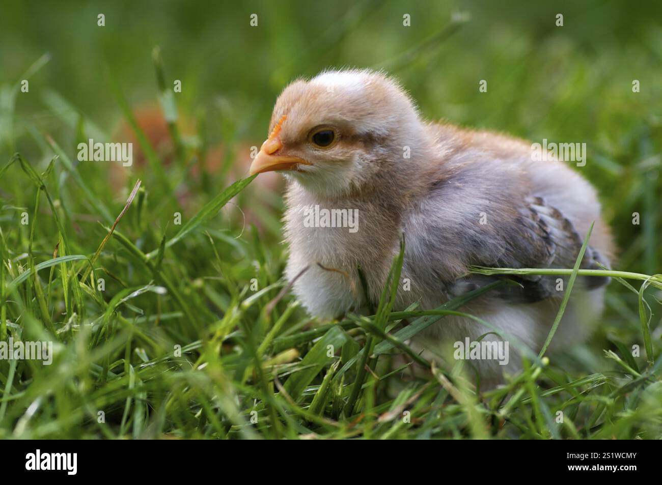Chicken with little hatchling on a farm Stock Photo - Alamy