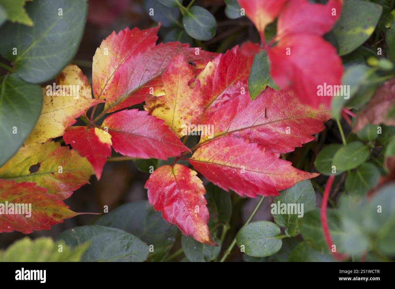 Fall vine plant hi-res stock photography and images - Alamy