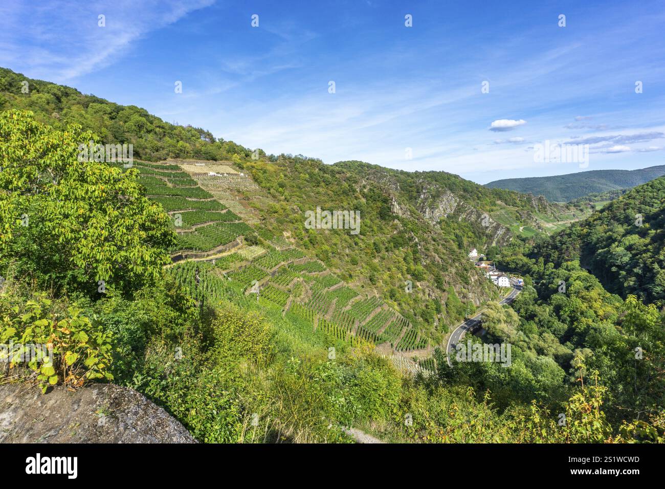 Vineyards in the Ahrtal in Germany are a Part of the red vine hiking ...