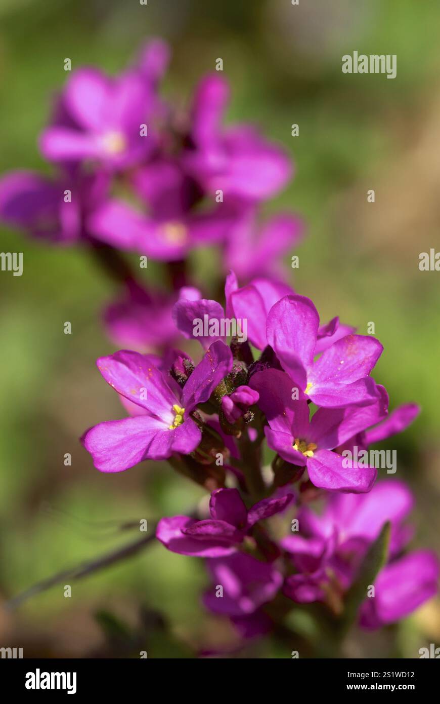 Spring awakens in nature Stock Photo - Alamy