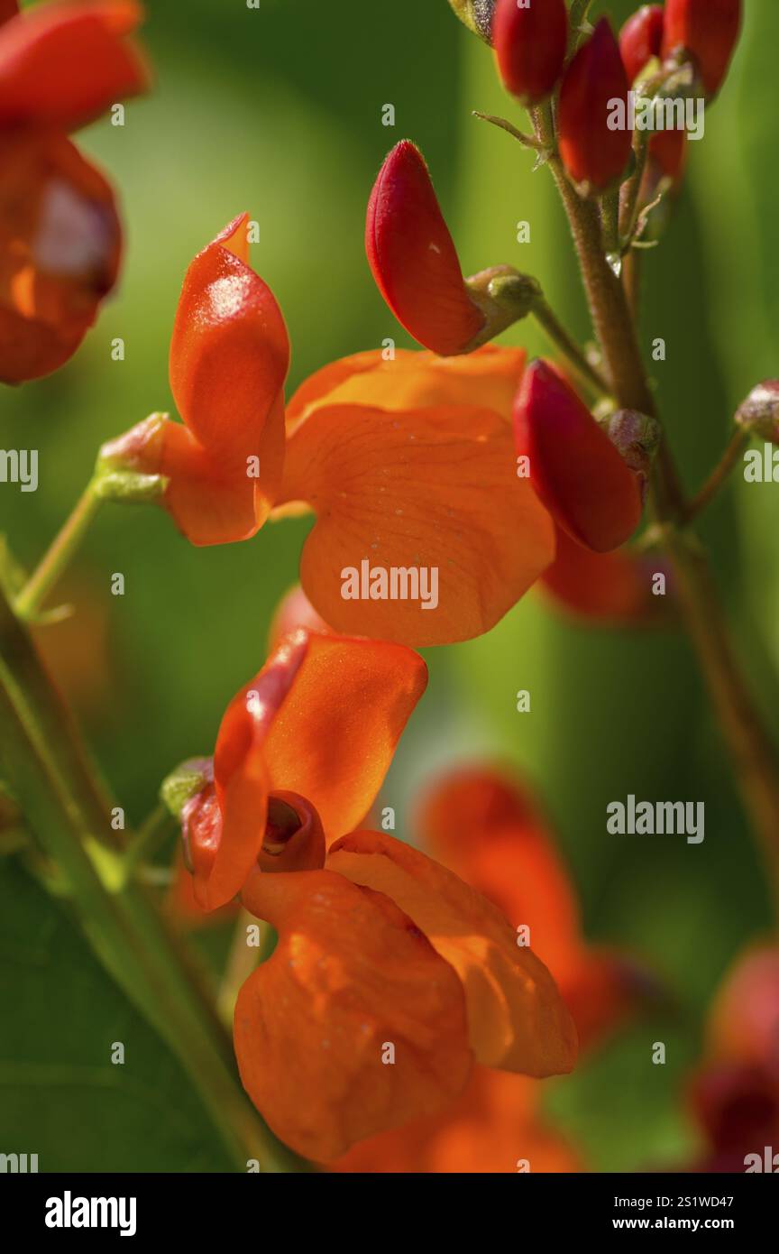 Healthy organic vegetables in summertime- bud of fire bean Stock Photo ...