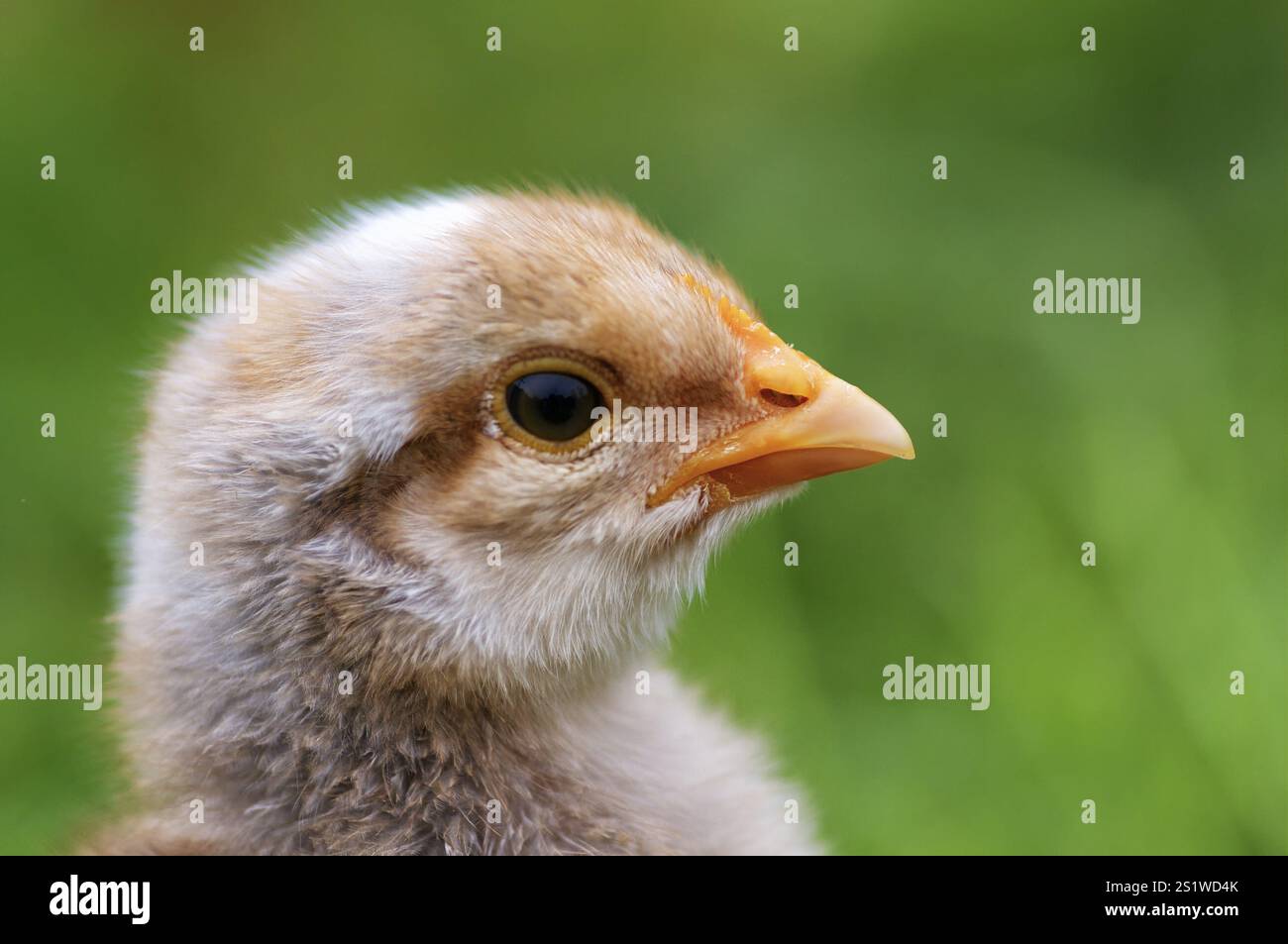 Chicken with little hatchling on a farm Stock Photo - Alamy