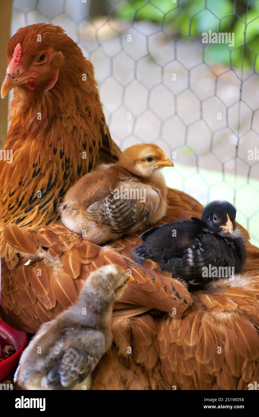 Chicken with little hatchling on a farm Stock Photo - Alamy