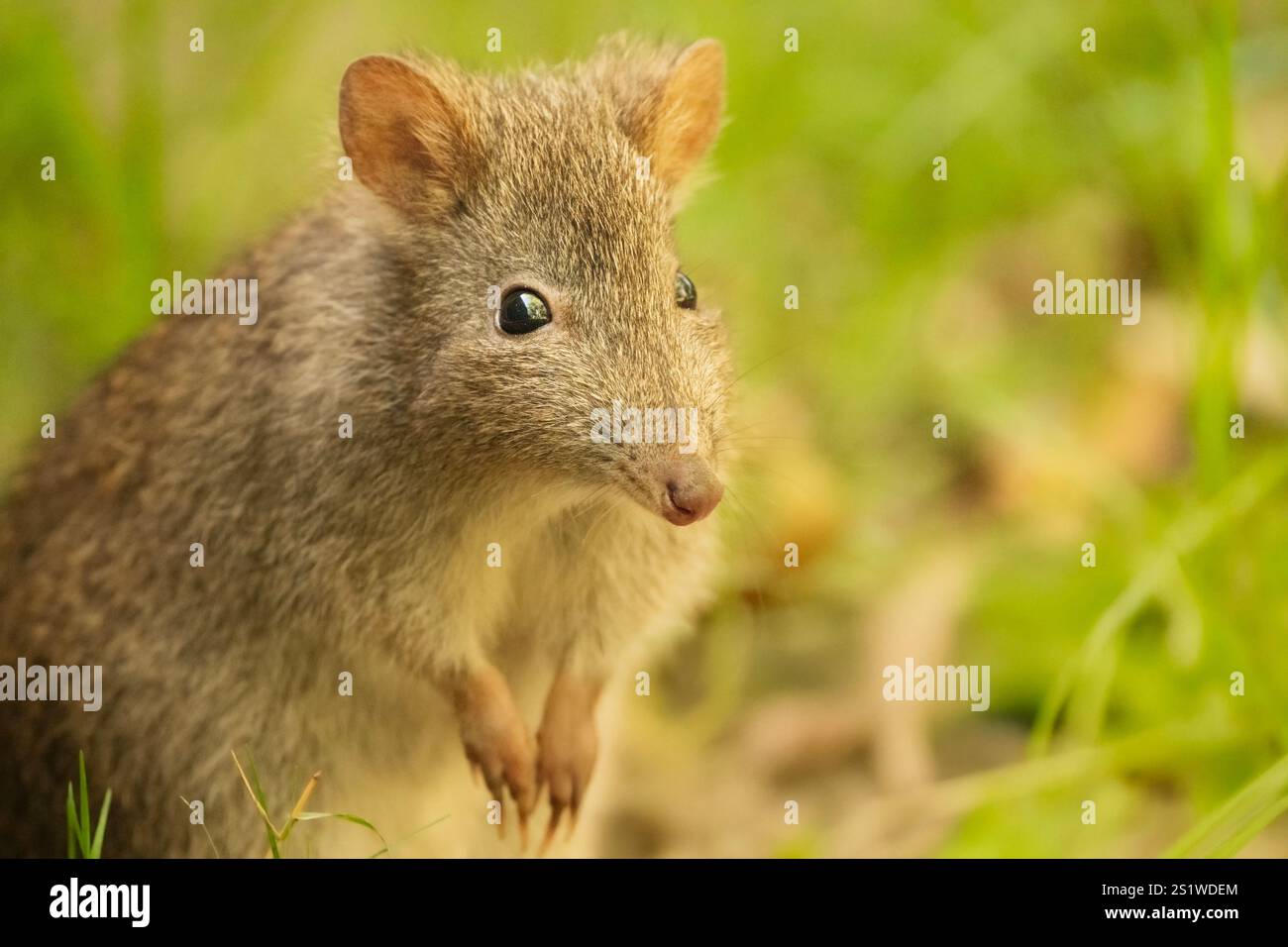 The long-nosed potoroo is a small, hopping mammal native to forests and ...