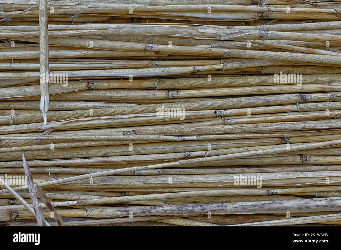 Processing of reed for thatching Stock Photo - Alamy