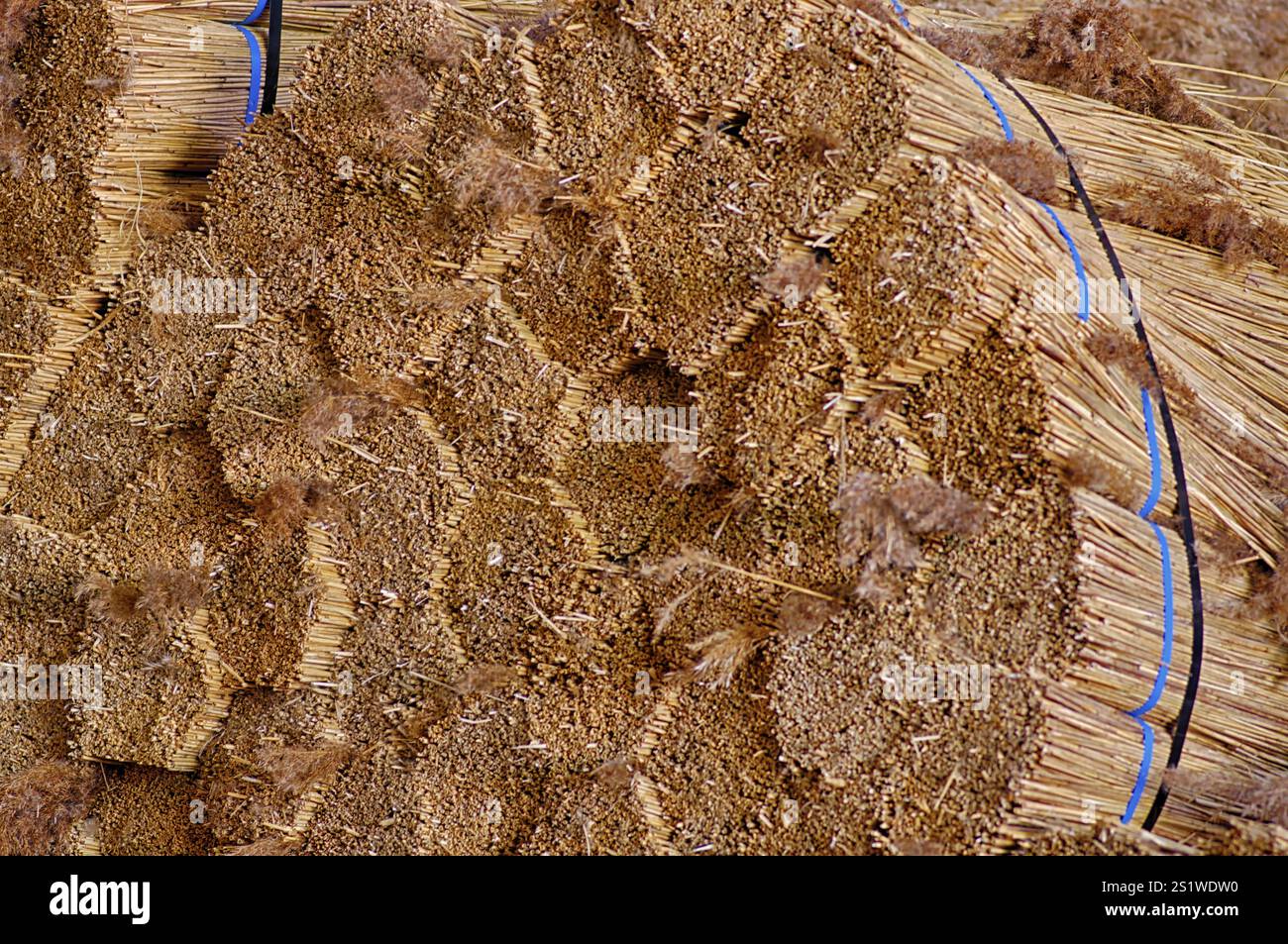 Processing of reed for thatching Stock Photo - Alamy