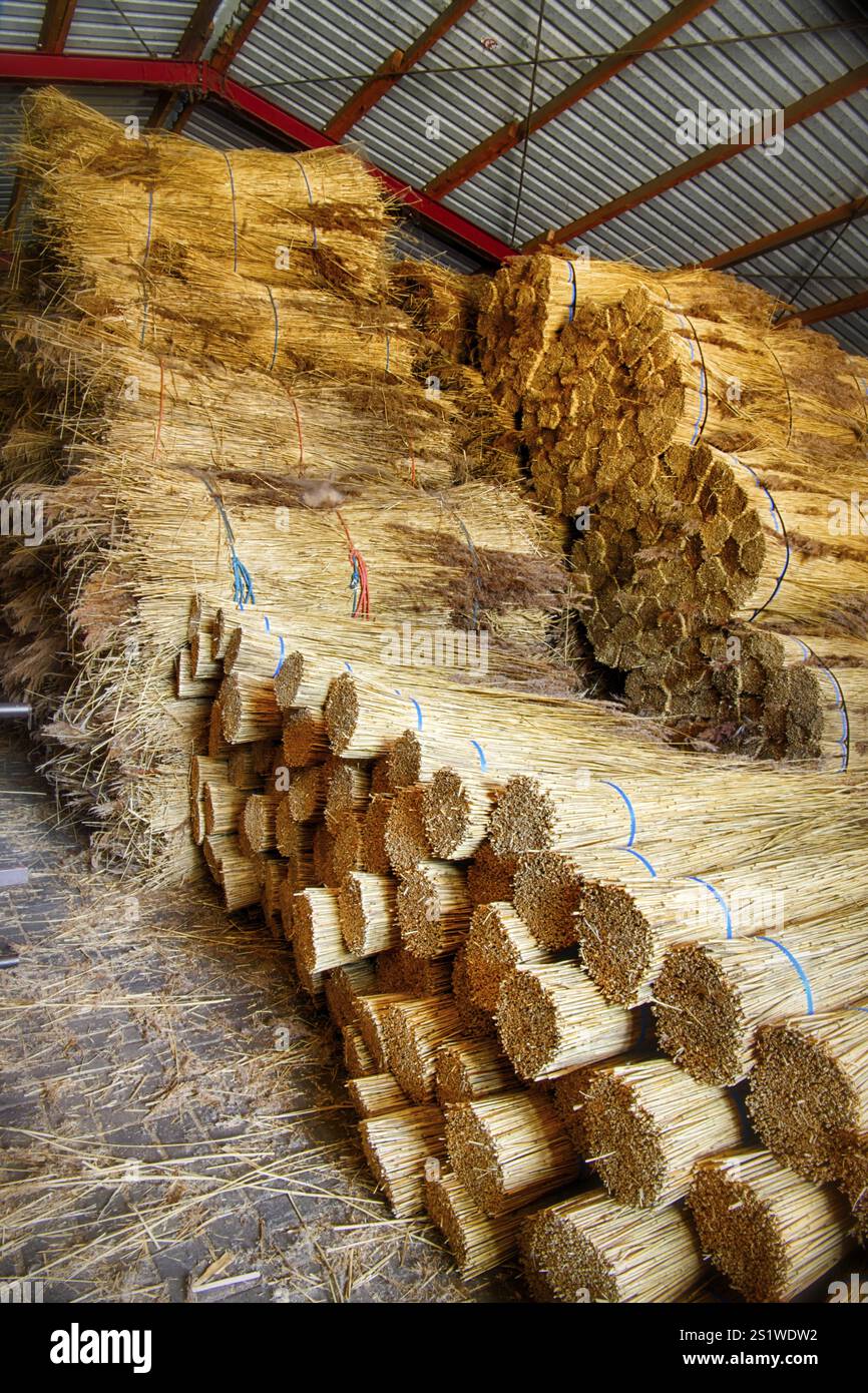 Processing of reed for thatching Stock Photo - Alamy