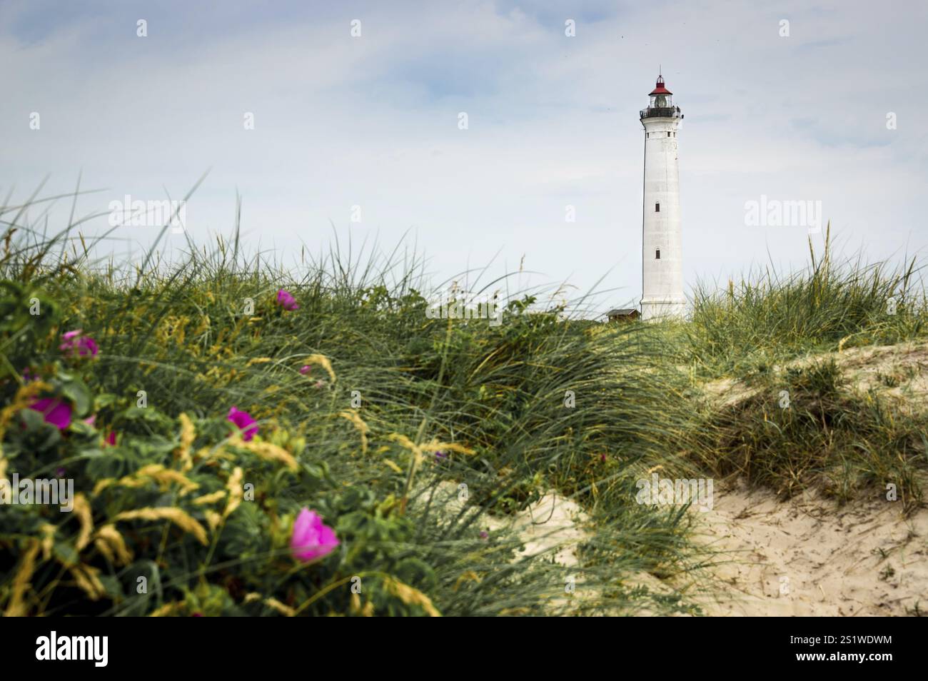 Lyngvig fyr lighthouse in summertime with sand dunes in Danmark ...
