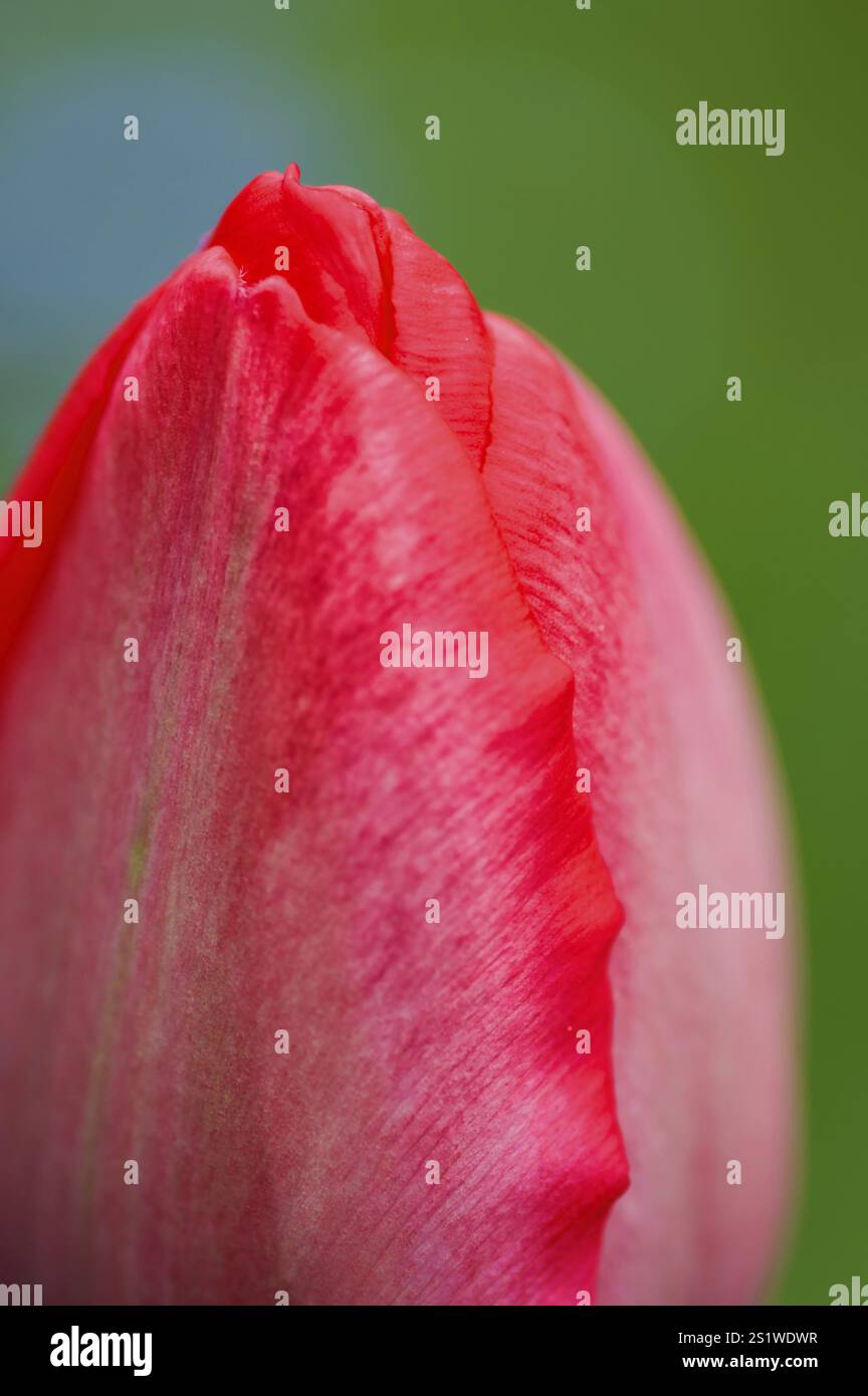 A blaze of colour in the spring garden Stock Photo - Alamy