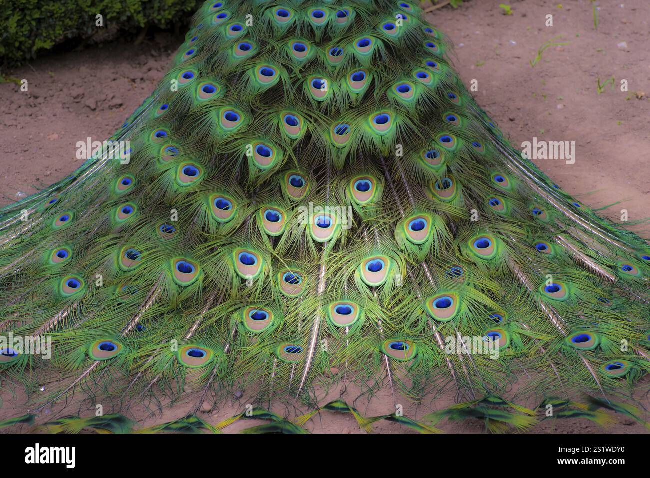 The colourful feathers of the male peacock in the mating season. The ...