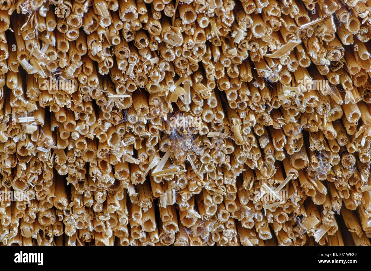 Processing of reed for thatching Stock Photo - Alamy