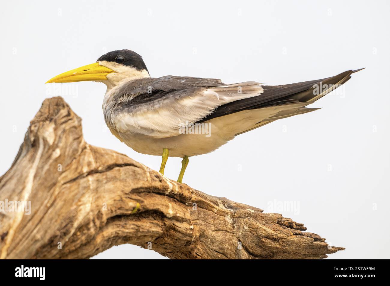 Large-billed Tern (Phaetusa simplex), Pantanal, inland, wetland, UNESCO ...