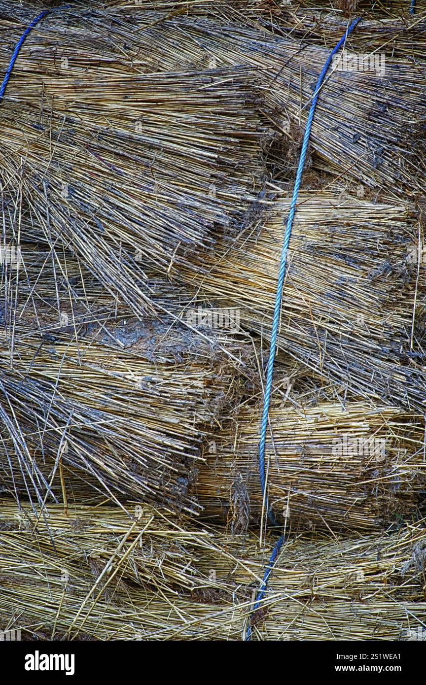 Processing of reed for thatching Stock Photo - Alamy