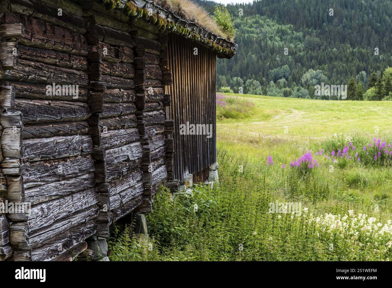 Traditional Timber house with grass roof in the Setesdal in Norway in ...