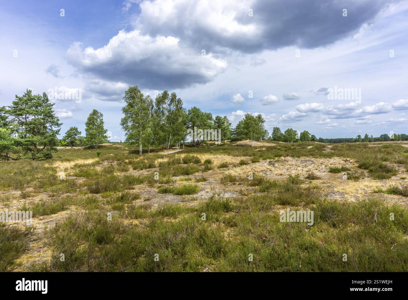 Nature reserve Nemitzer Heide in Wendland with open area and heather ...