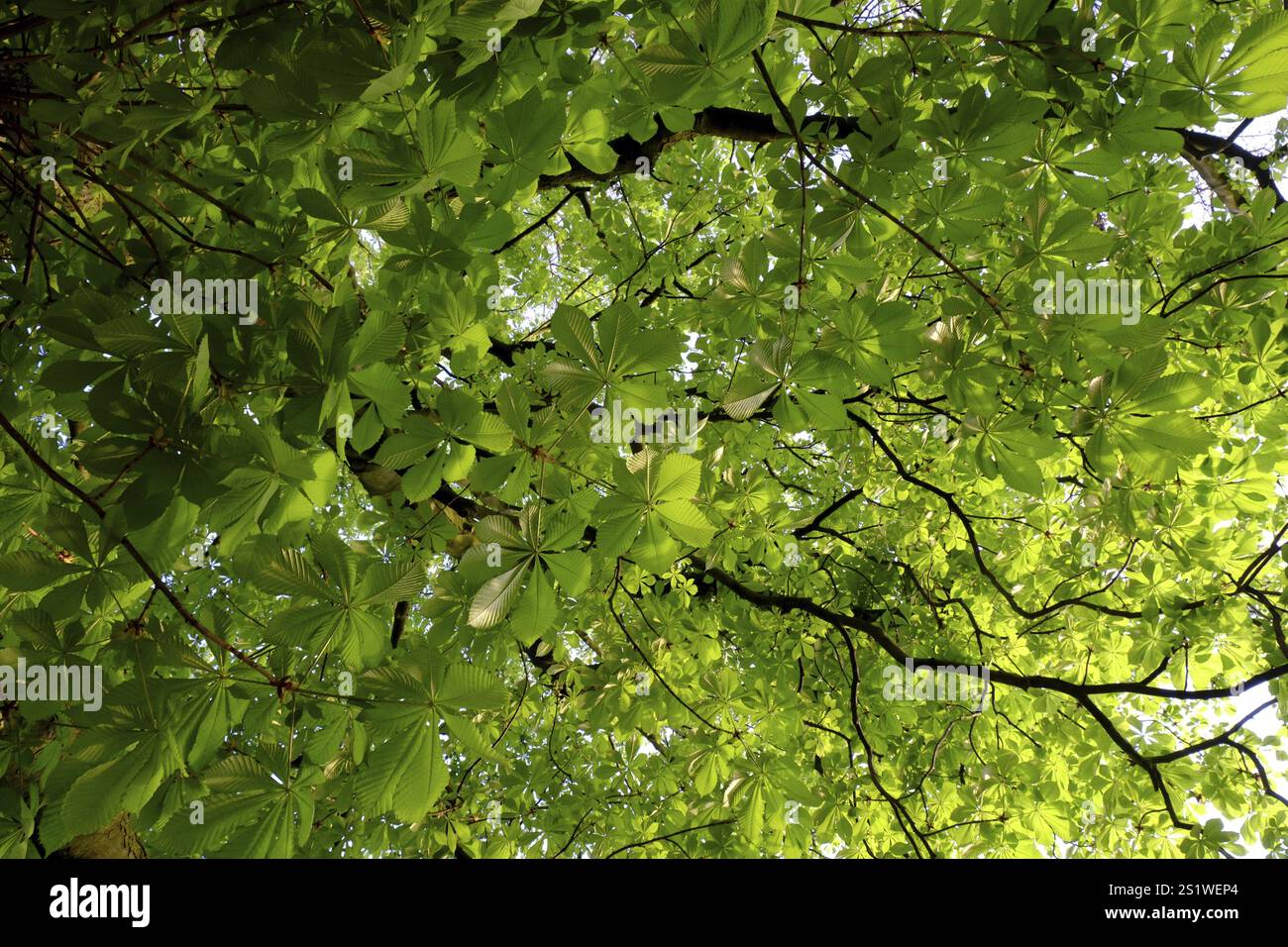 The fresh shoots of a chestnut tree with palmate single leaves in light ...