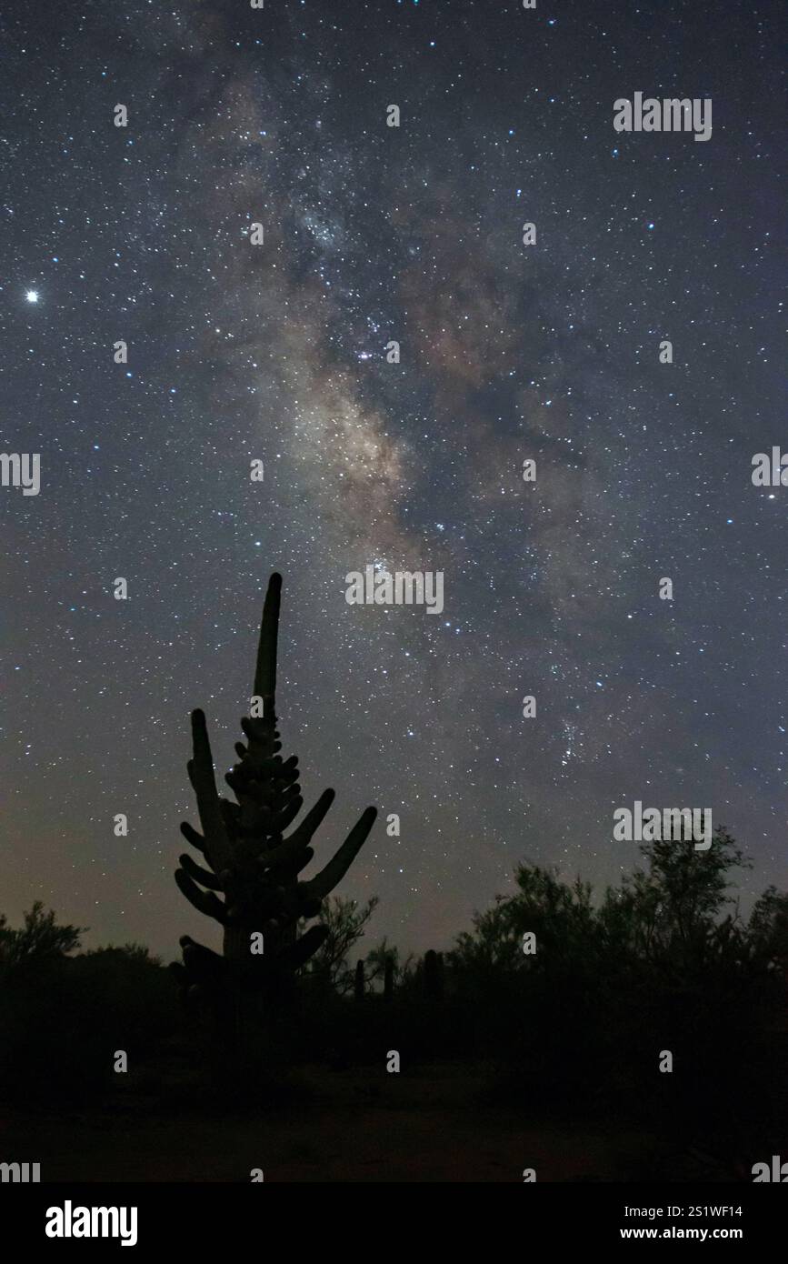 Abnormal saguaro cactus with the milky way Stock Photo - Alamy