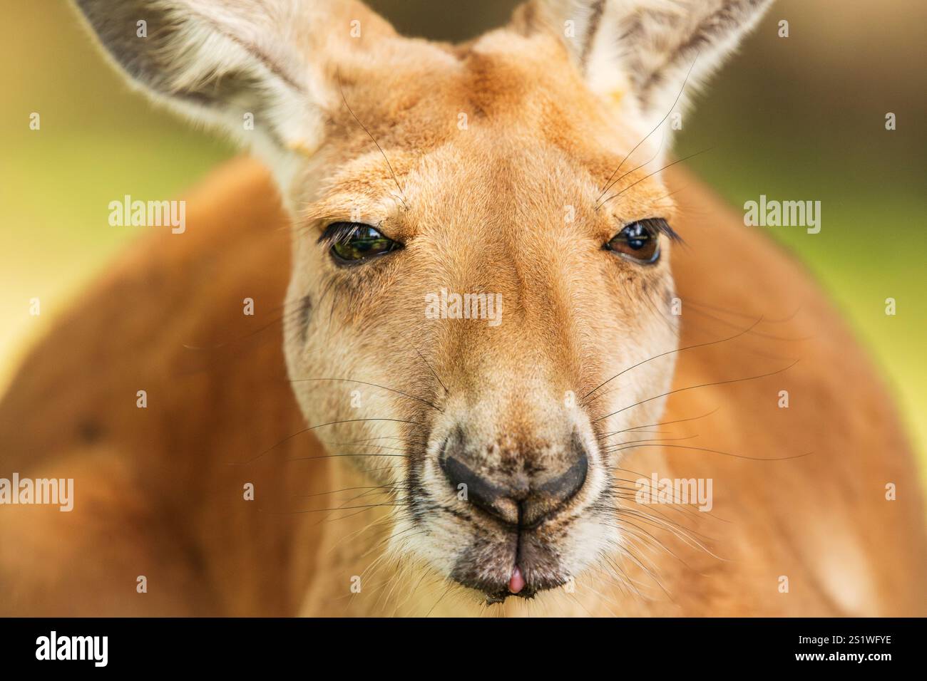 The Red Kangaroo exploring its surrounding during the day. The red ...