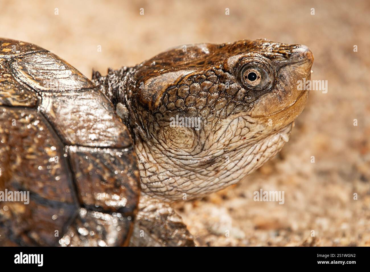 The Mary River turtle is an endangered species of short-necked turtle ...