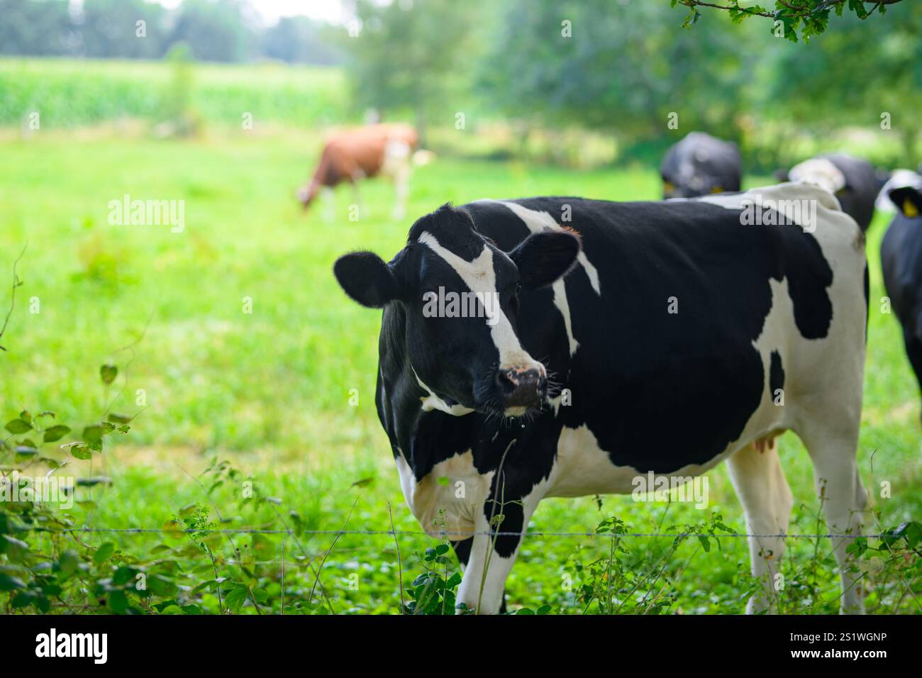 Cow on field. Spotted cow grazing on green meadow. Holstein cow on farm ...