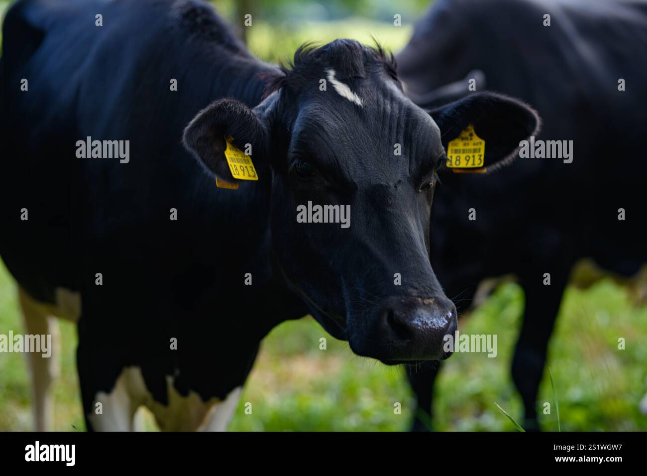 Holstein Cow herd. Cow herd at farm. Dairy cow herd in meadow. Cow ...