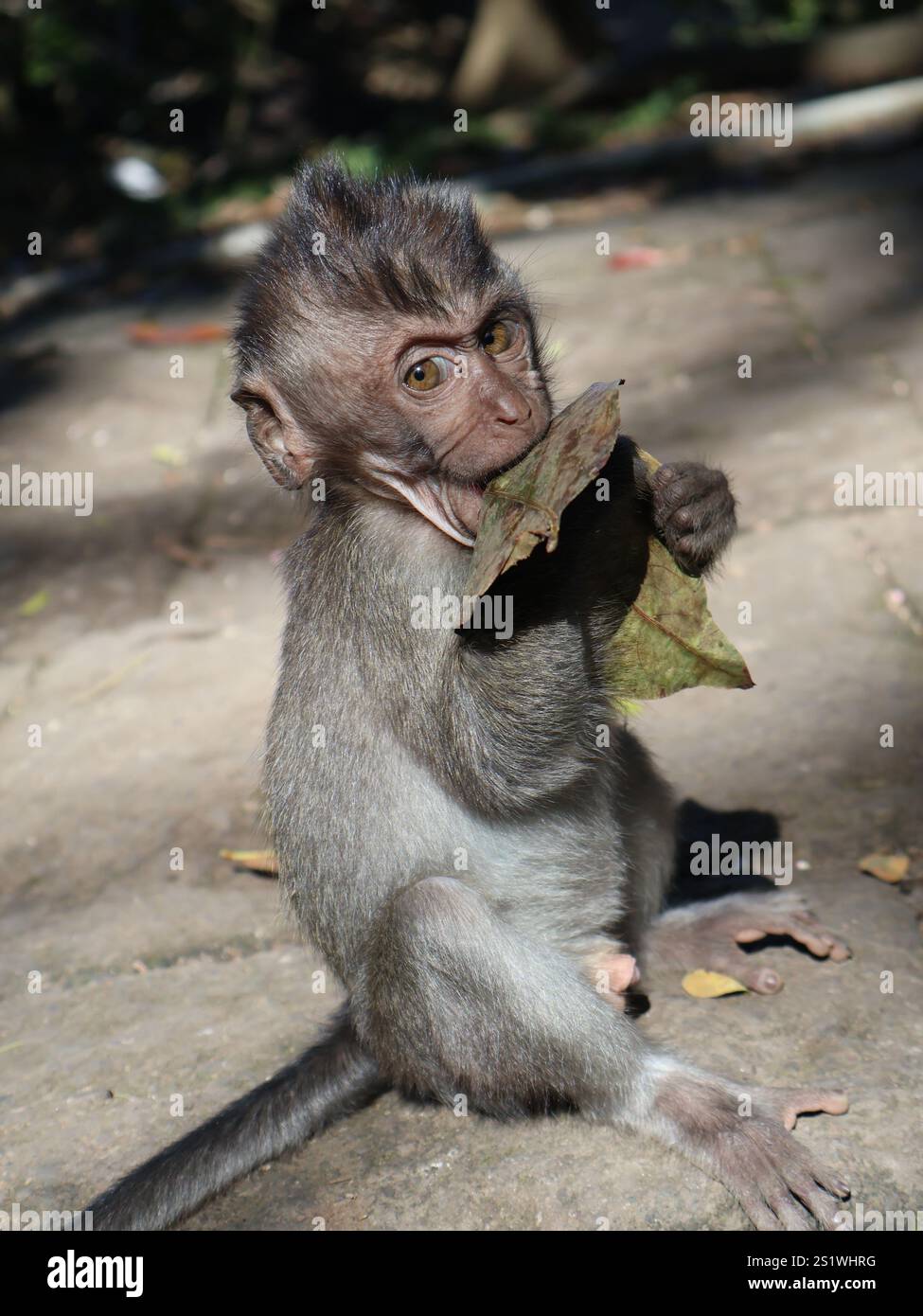 Long-tailed Macaque monkeys, Bali, Indonesia Stock Photo - Alamy