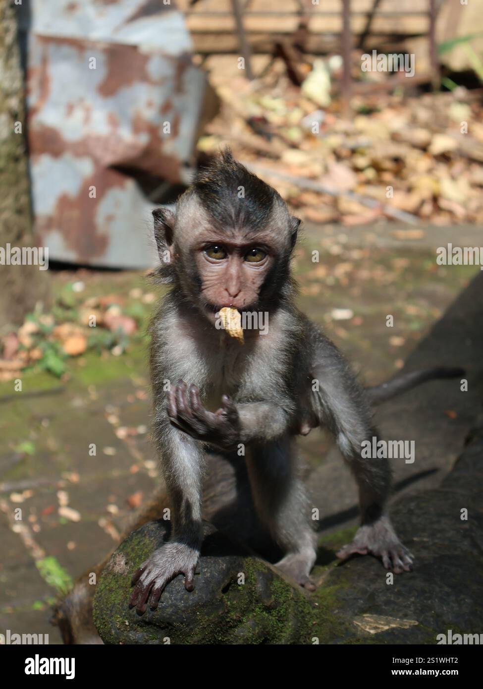 Long-tailed Macaque monkeys, Bali, Indonesia Stock Photo - Alamy
