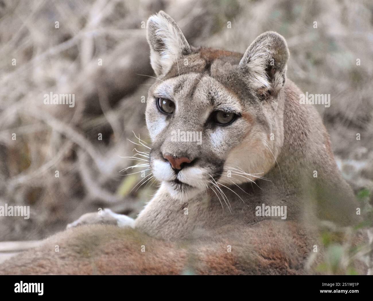 Close-up of a cougar (Puma concolor) in the desert. Also called a puma ...