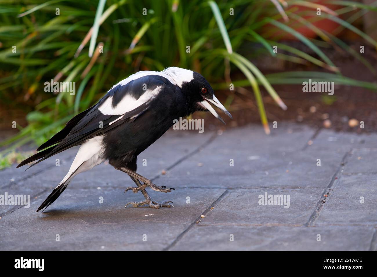 Side view of an Australian magpie mid-step in a small courtyard, the ...