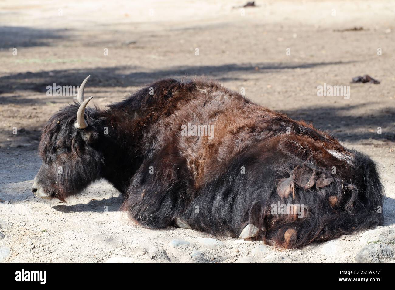 close-up yak sleeping in the sun Stock Photo - Alamy