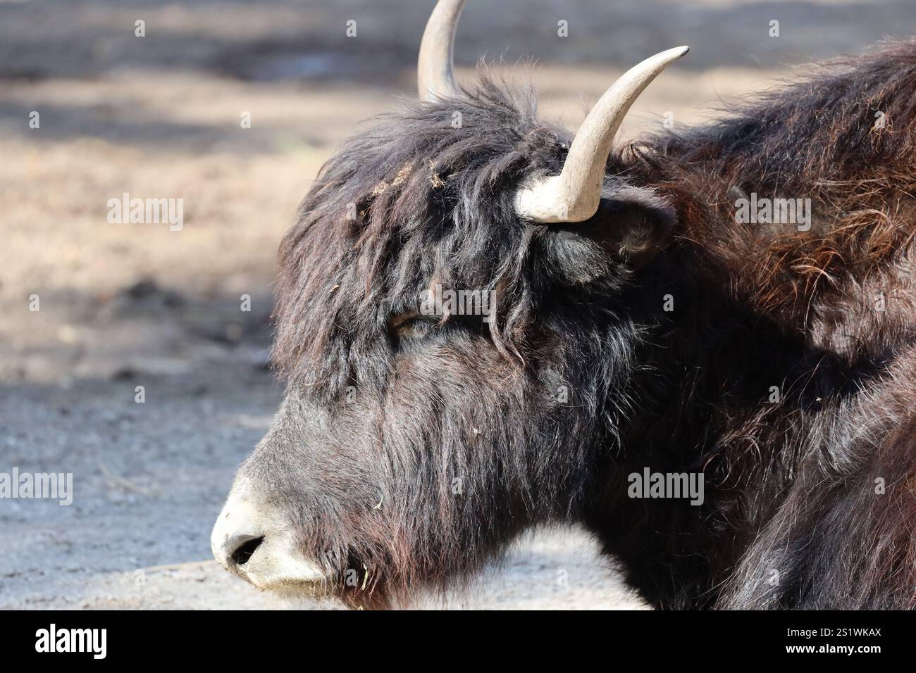 close-up yak head and shoulders in profile Stock Photo - Alamy