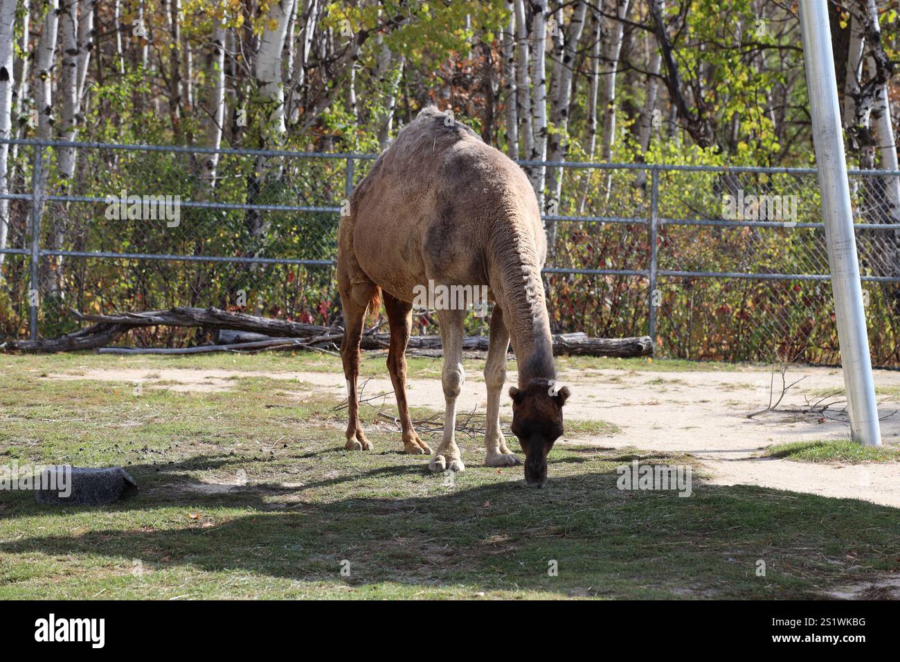 Camel in meadow eating grass hi-res stock photography and images - Alamy