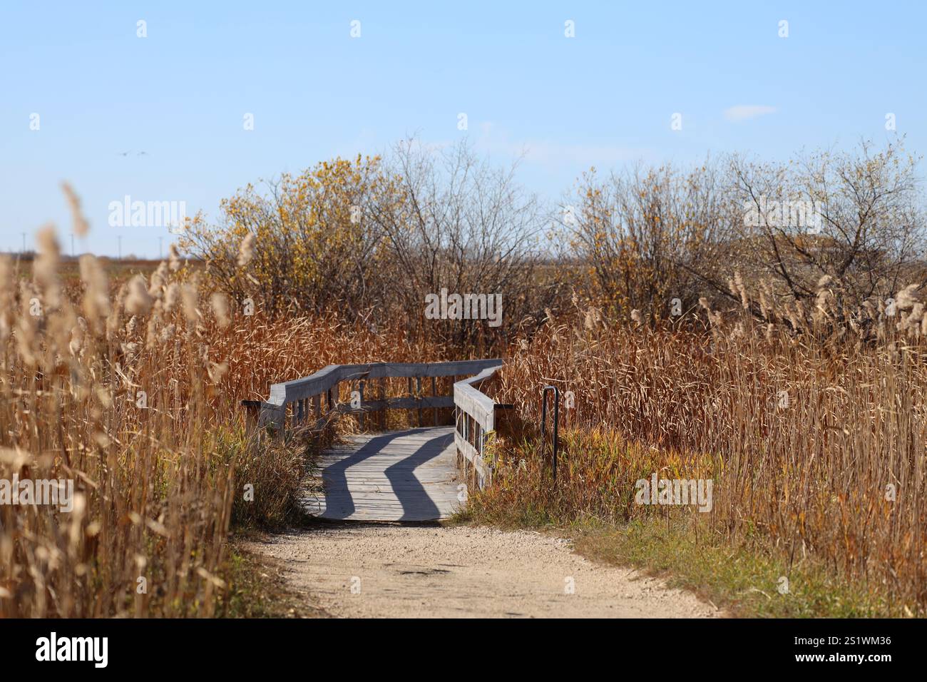 wooden boardwalk leads the way through natural tall grass prairie Stock ...