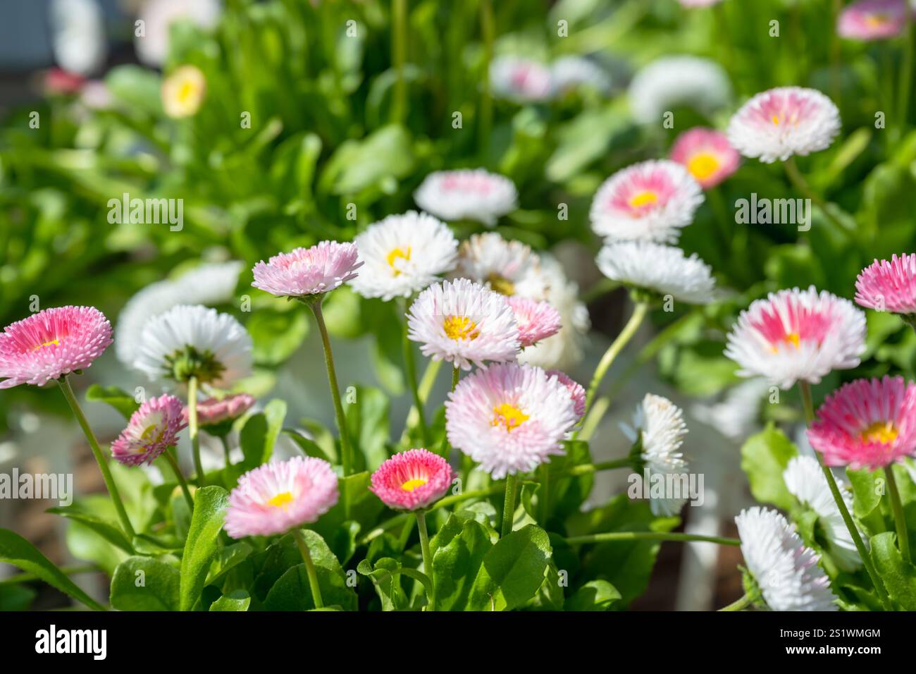 Bellis perennis in the garden.Pink bellis pomponette Stock Photo - Alamy
