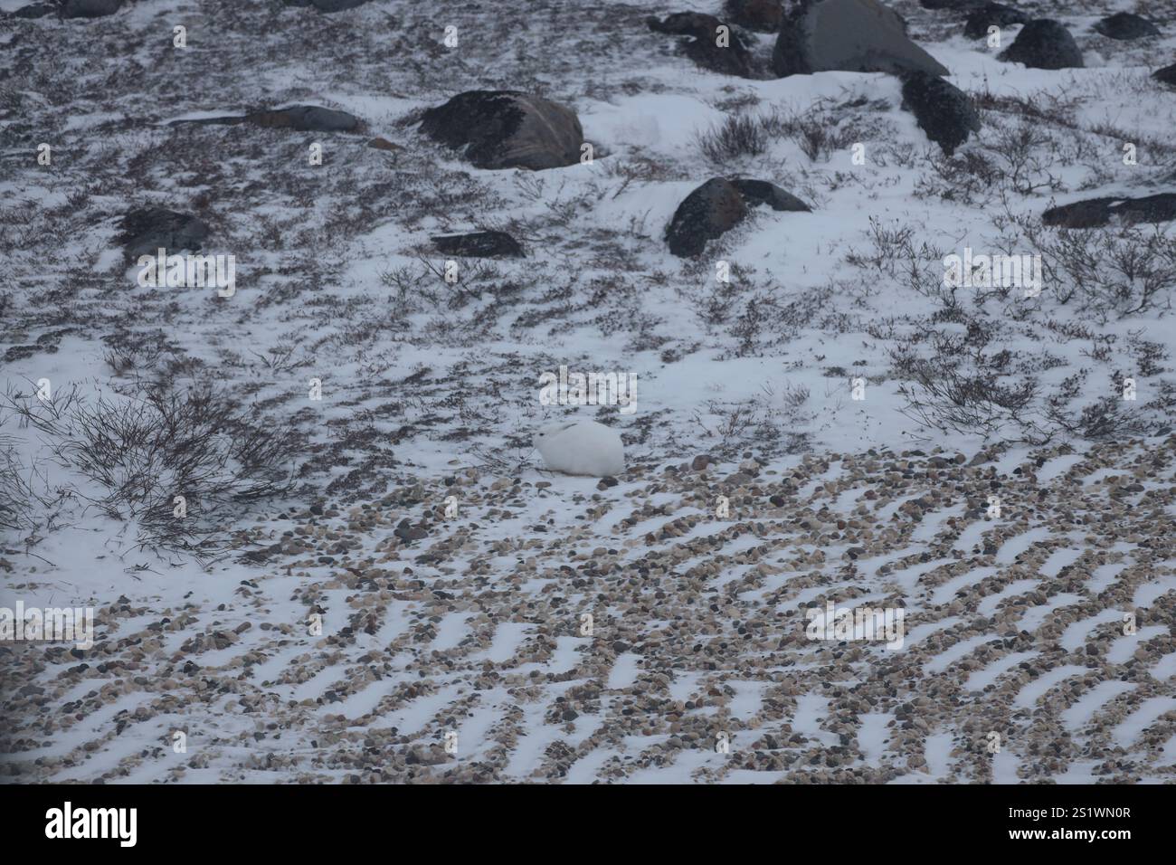 white rabbit crouches on arctic tundra Stock Photo - Alamy