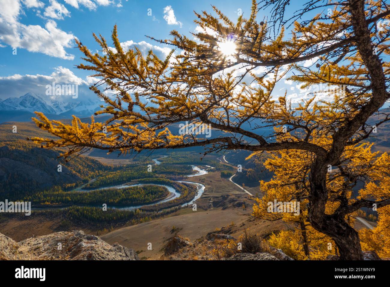 Golden sunlit tree framing landscape with river, autumn colors ...