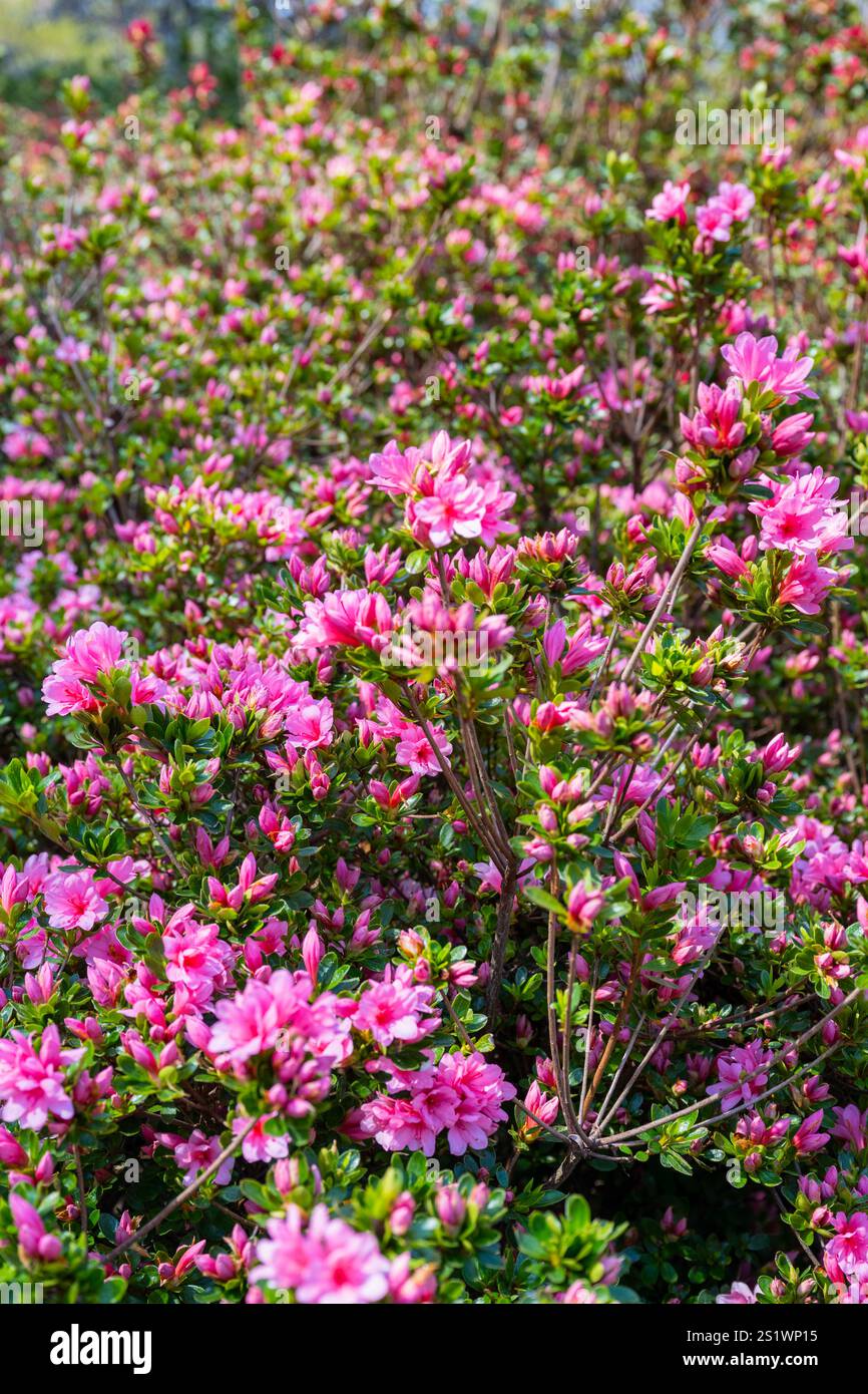 Pink azalea flowers are fully blooming quietly Stock Photo - Alamy