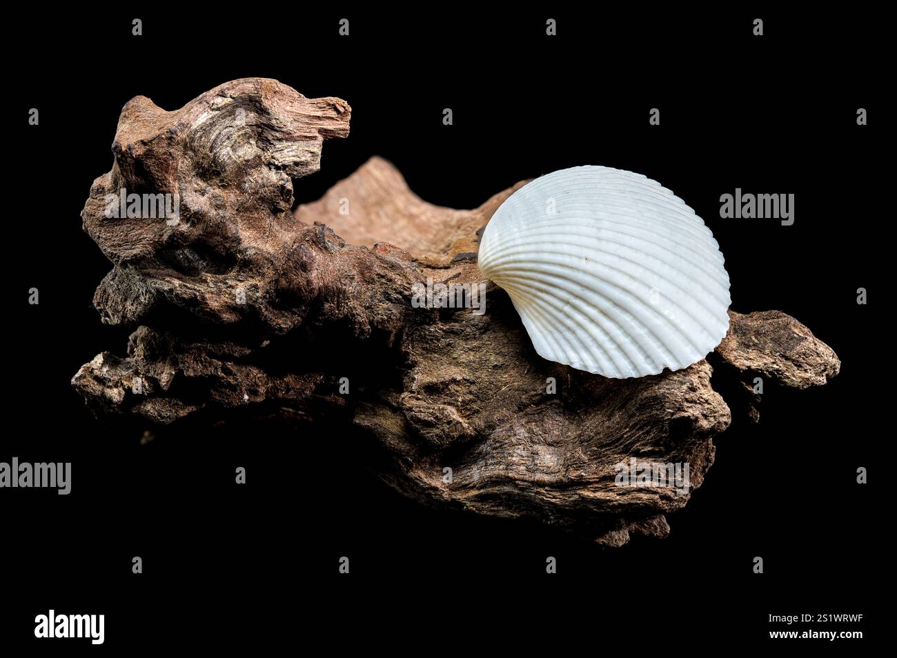 Close-up of a Cerastoderma edule shell resting on rugged driftwood ...