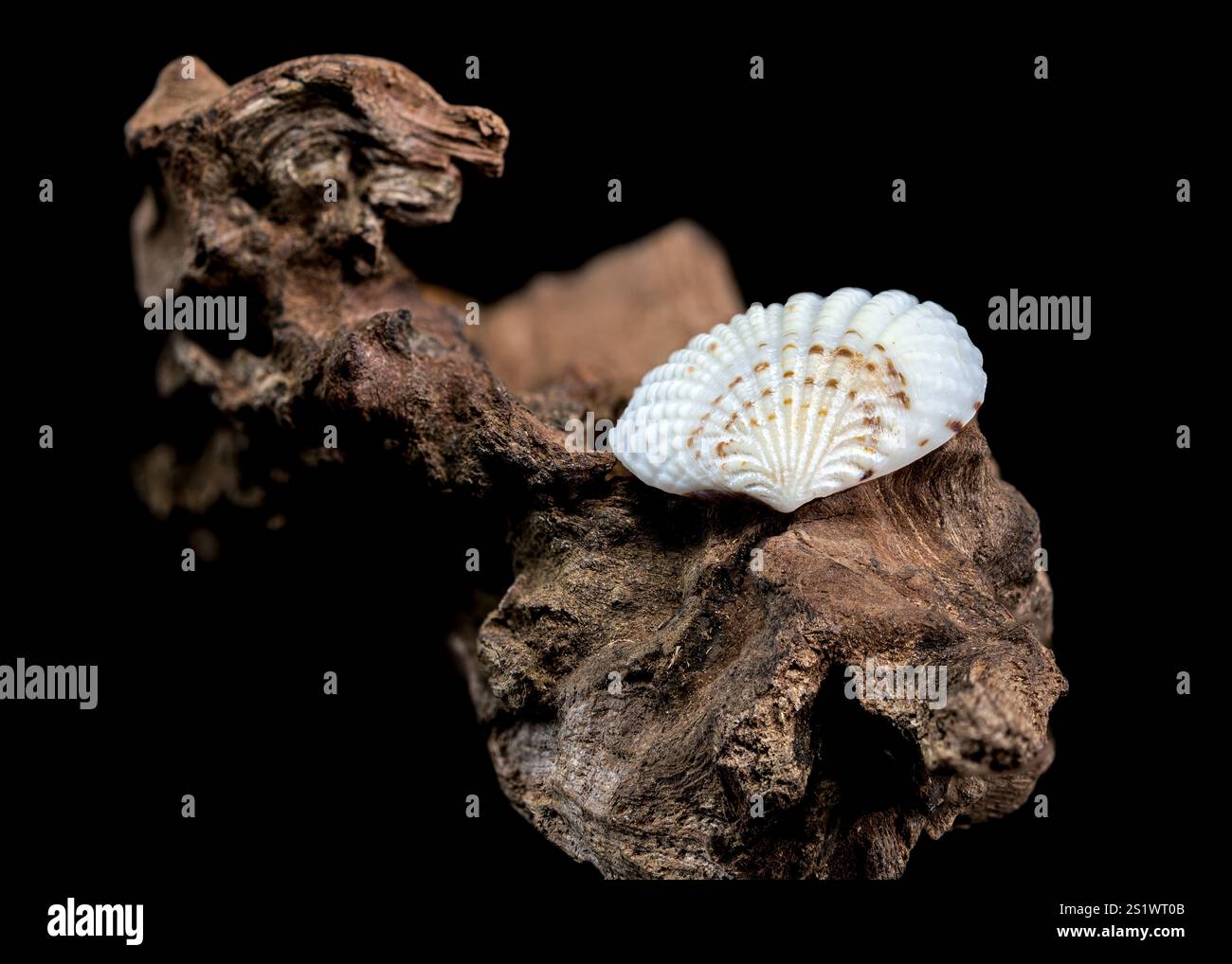 A detailed close-up of a scallop shell Gloriphalium pallium showcasing ...