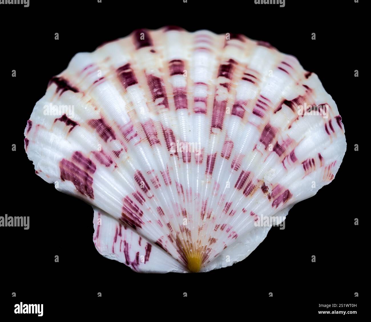 Fan ribs hi-res stock photography and images - Alamy