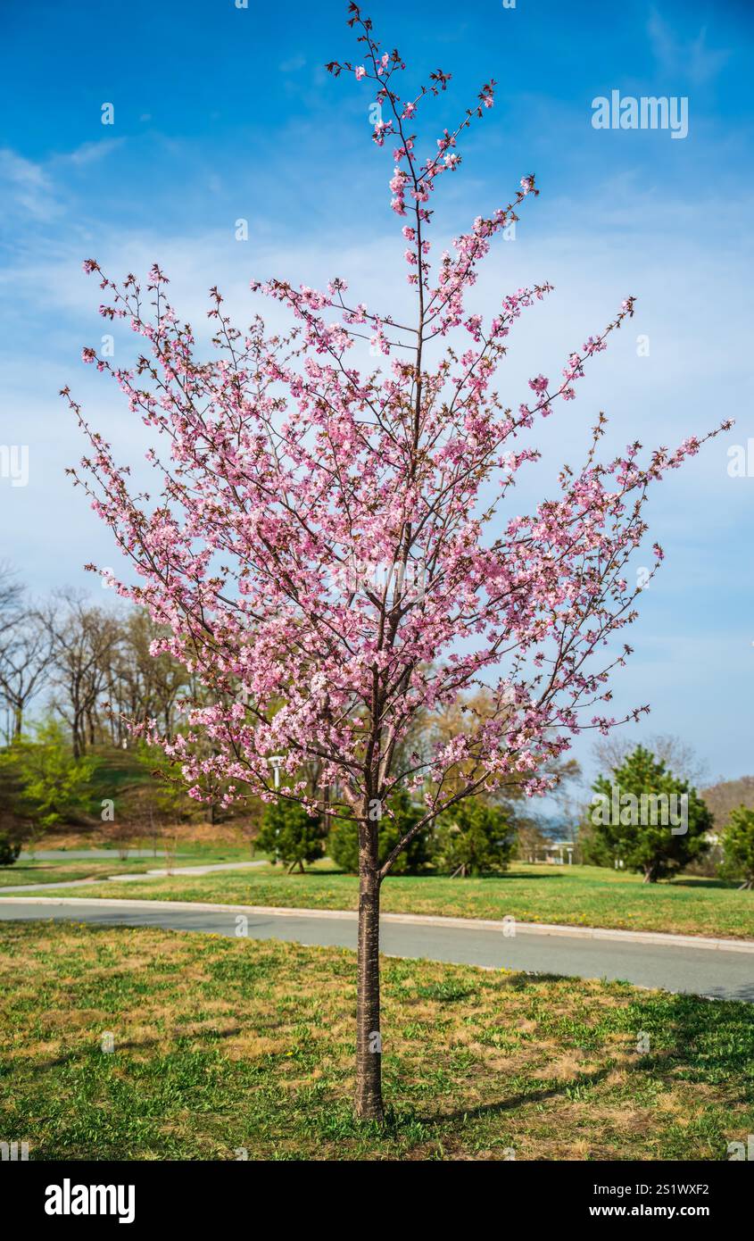 A full-height Japanese sakura tree in full bloom with pink flowers ...