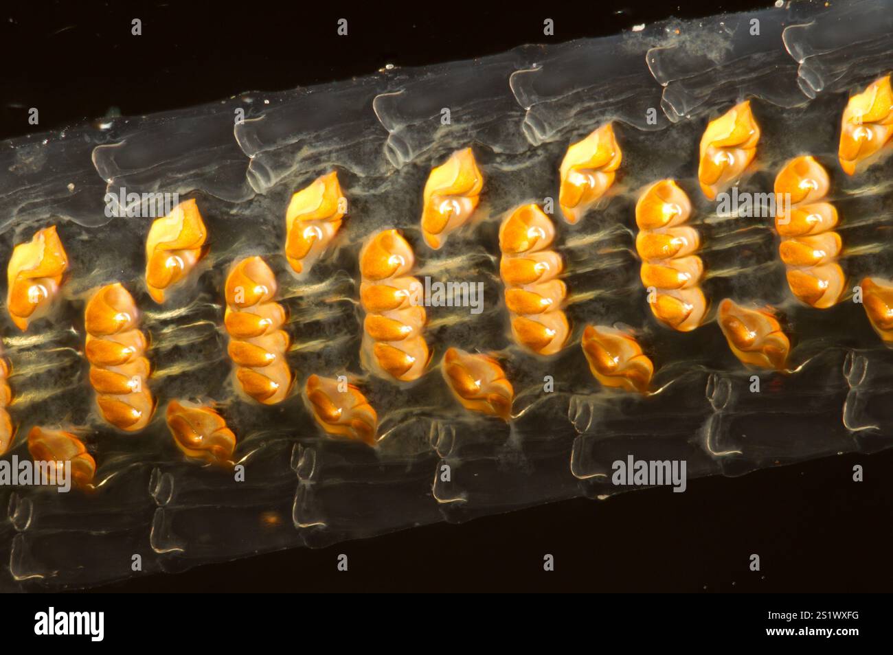 Limpet teeth hi-res stock photography and images - Alamy