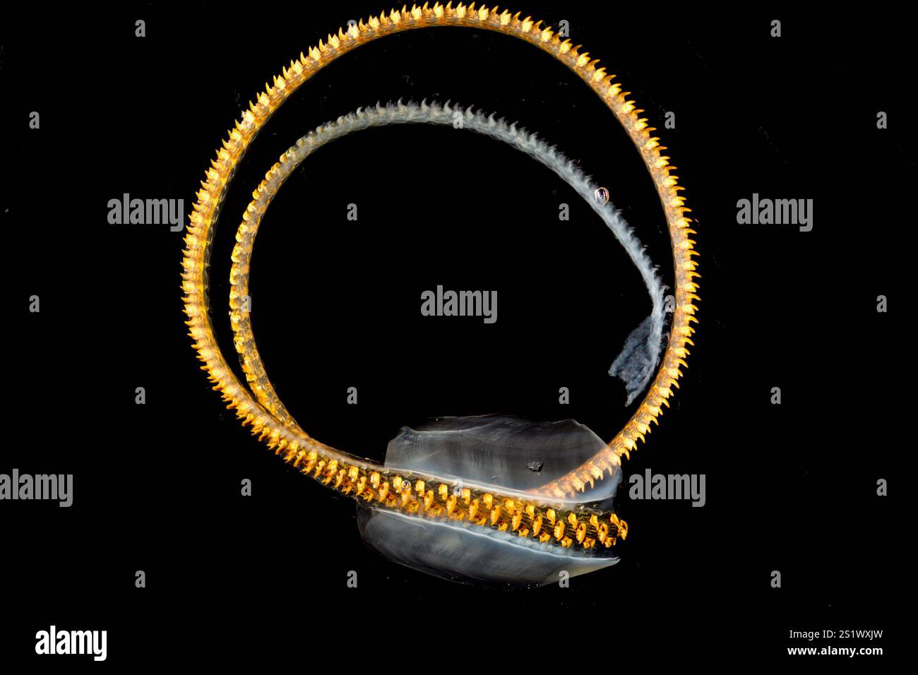 Radula hi-res stock photography and images - Alamy