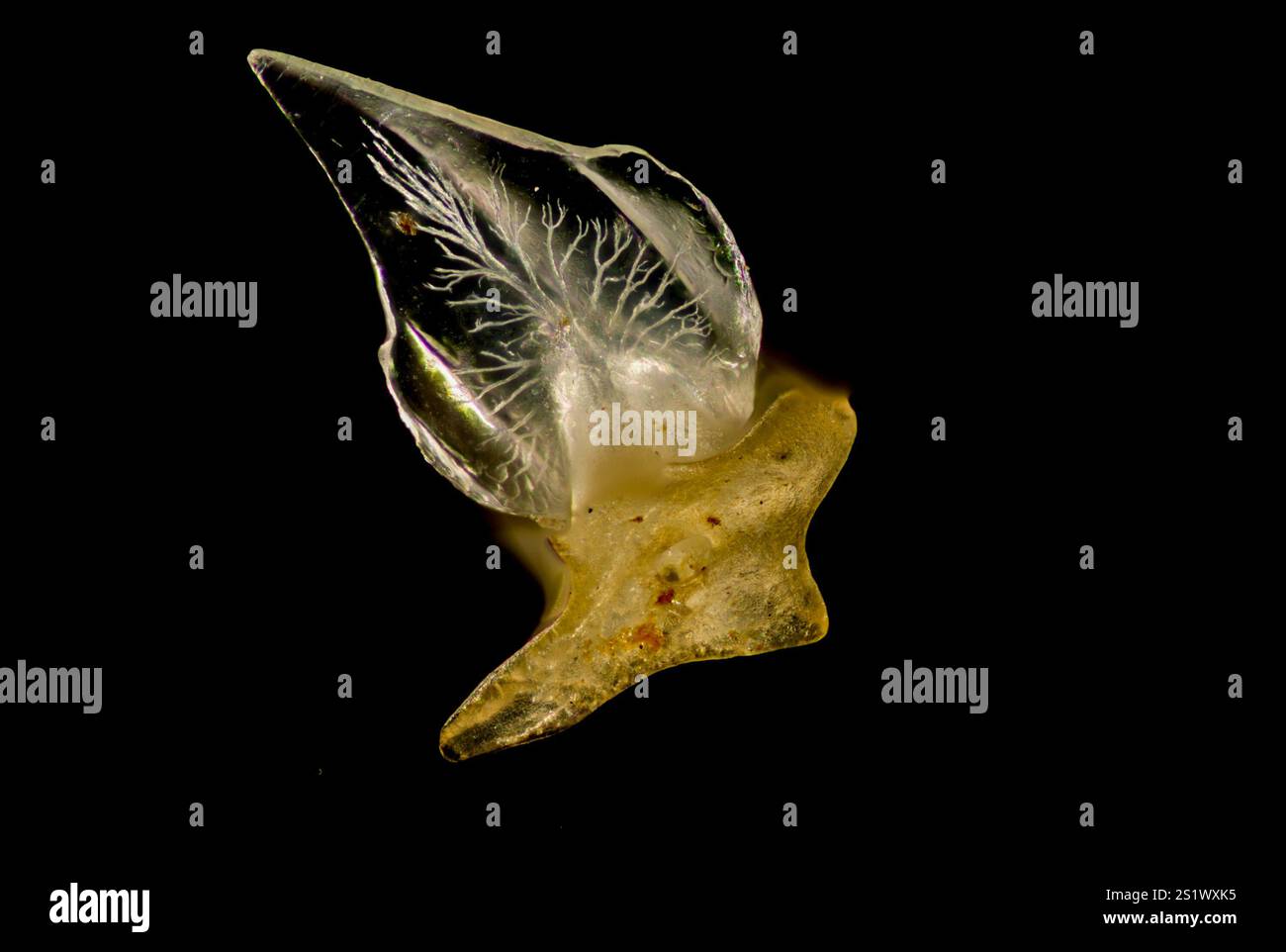 Shark dermal denticle Stock Photo - Alamy