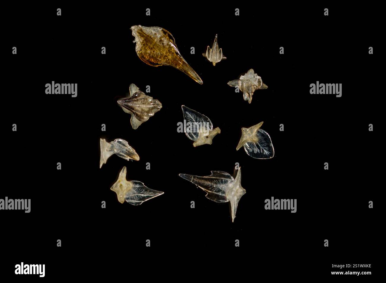 Denticles hi-res stock photography and images - Alamy