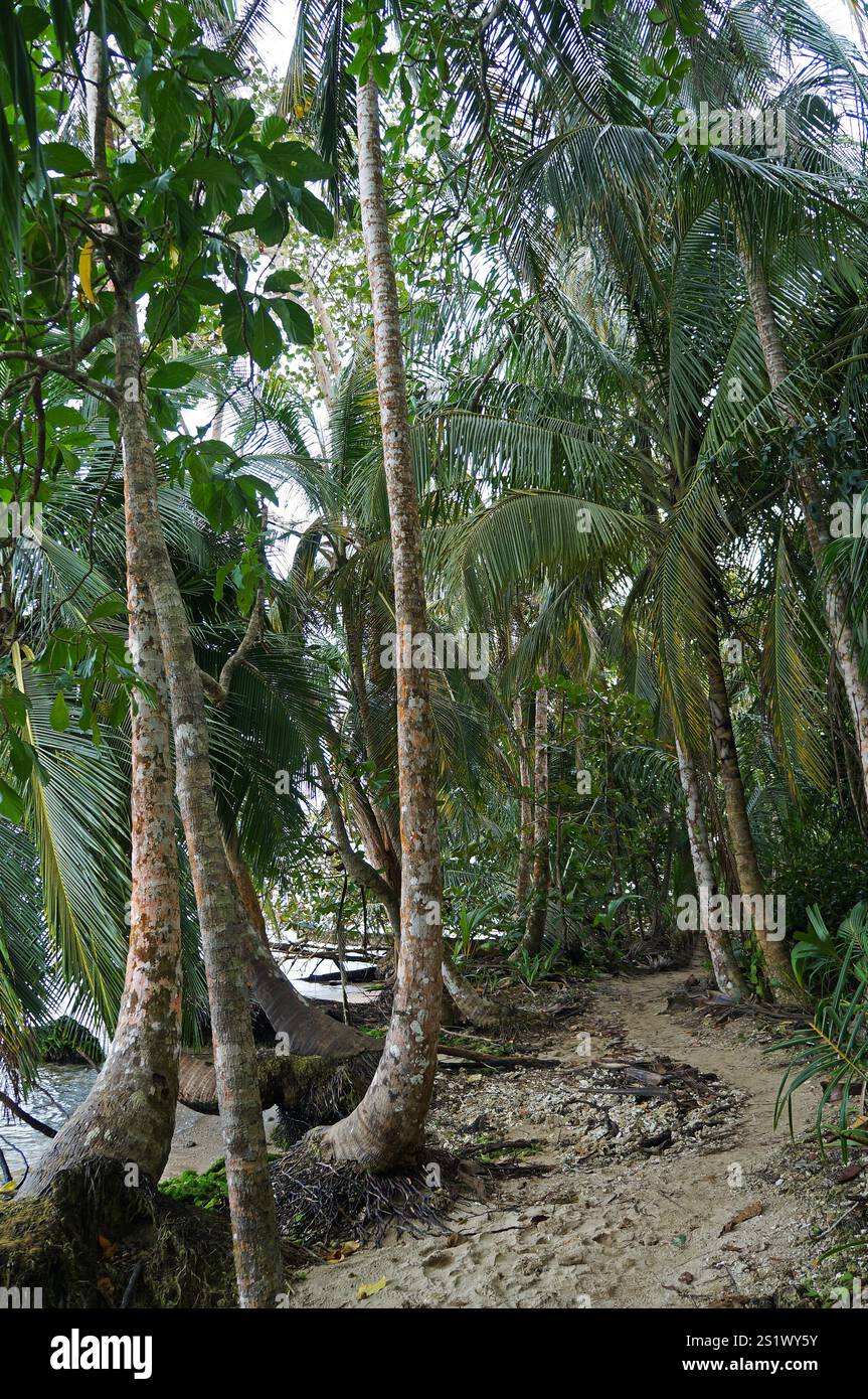 Coconut palm groves in Cahuita National Park on the Caribbean coast in ...